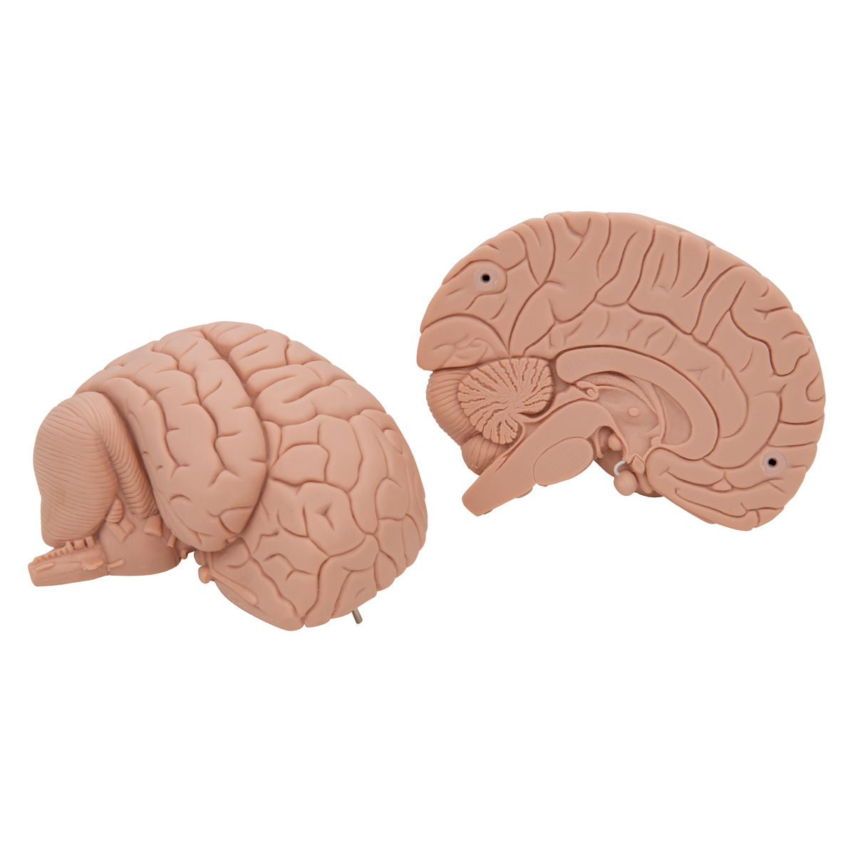 Introductory Human Brain Model, 2 part - 3B Smart Anatomy - SEM Trainers