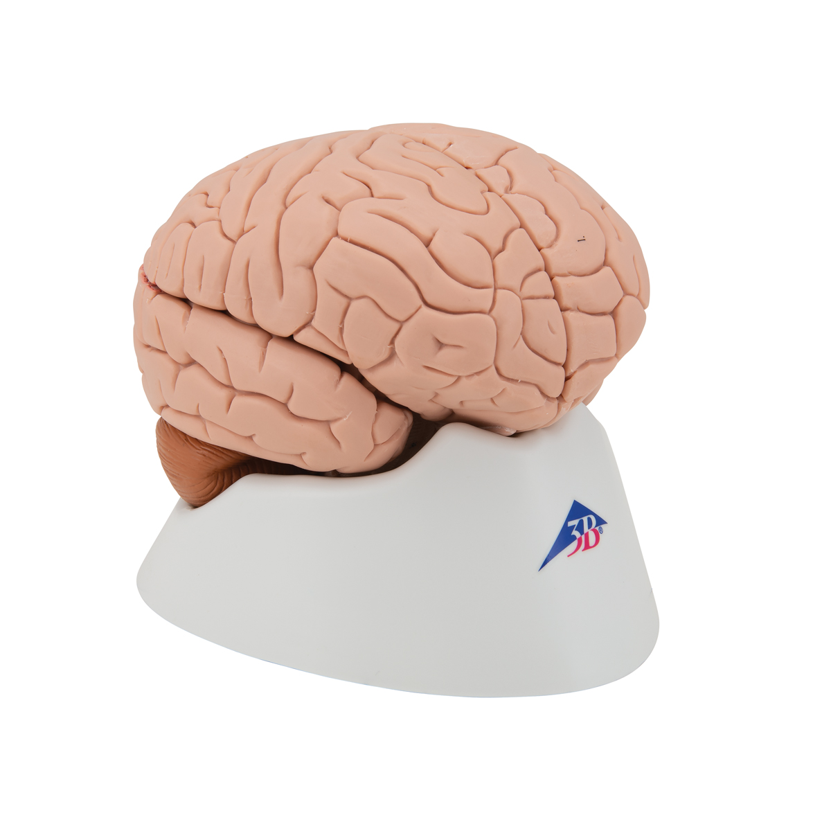 Human Brain Model, 4 part - 3B Smart Anatomy - SEM Trainers