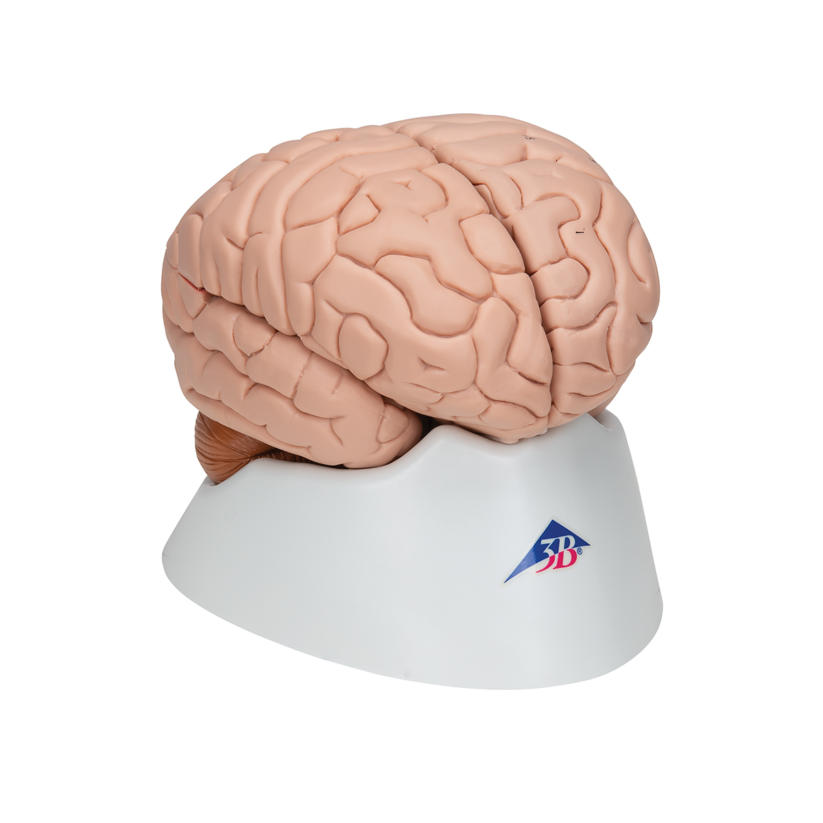 Human Brain Model, 8 part - 3B Smart Anatomy - SEM Trainers