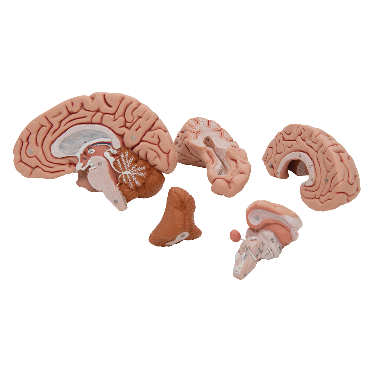 Classic Human Brain Model, 5 part - 3B Smart Anatomy - SEM Trainers