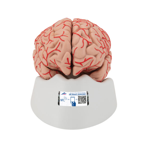 Human Brain Model, 4 part - 3B Smart Anatomy - SEM Trainers
