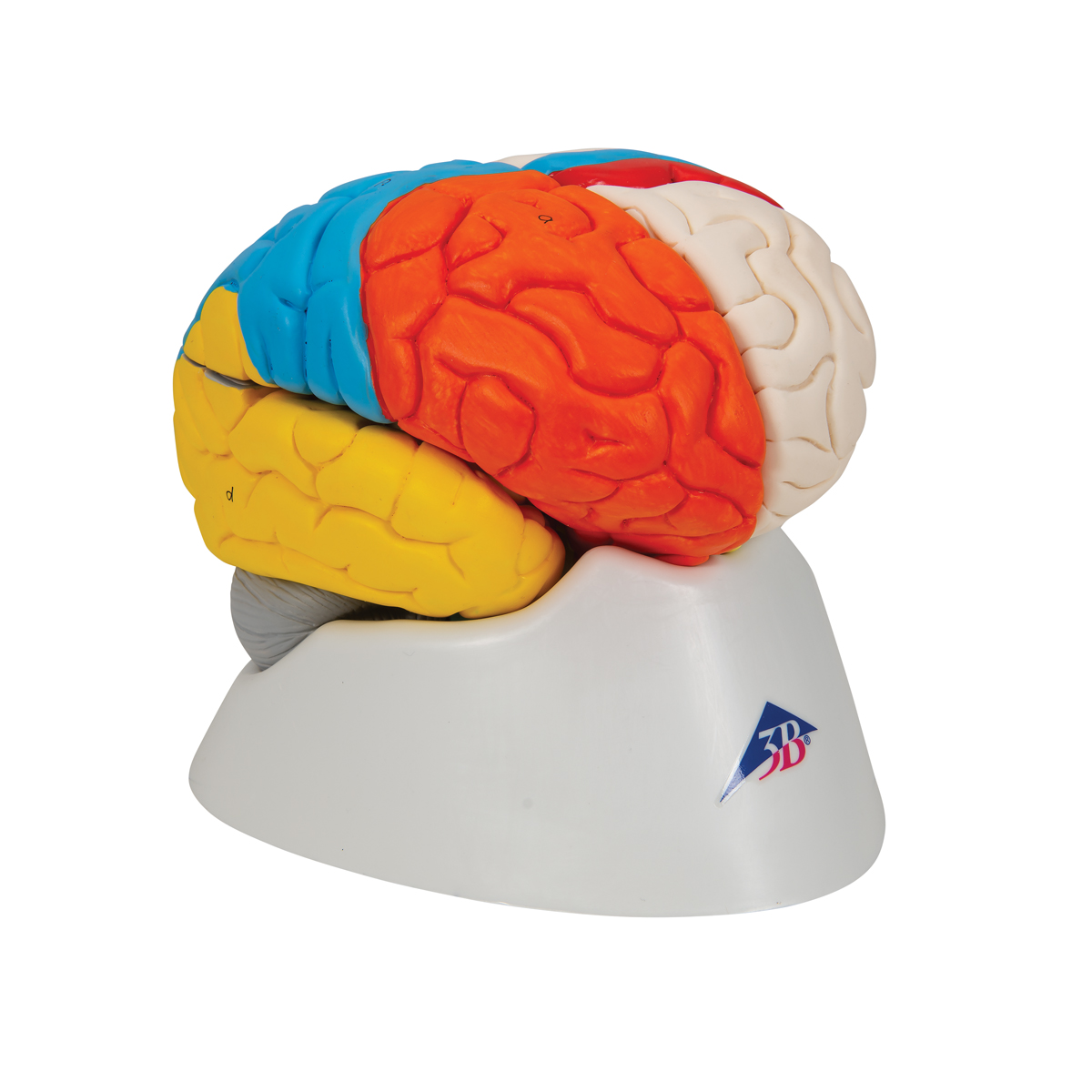 Human Neuro-Anatomical Brain Model, 8 part - 3B Smart Anatomy - SEM ...