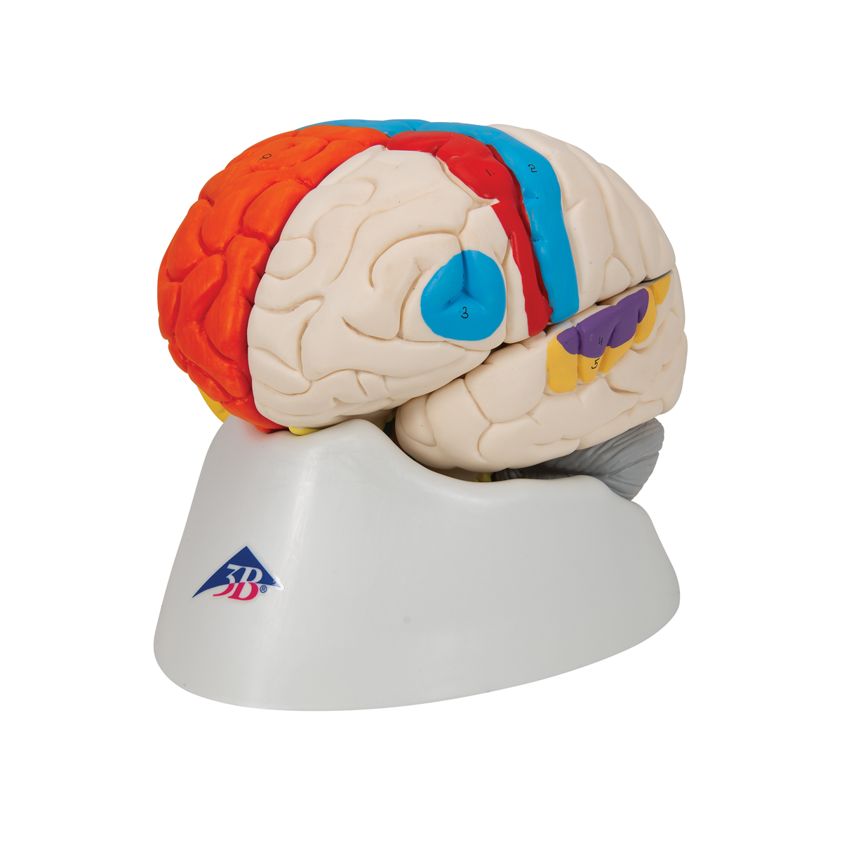 Human Neuro-Anatomical Brain Model, 8 part - 3B Smart Anatomy - SEM ...
