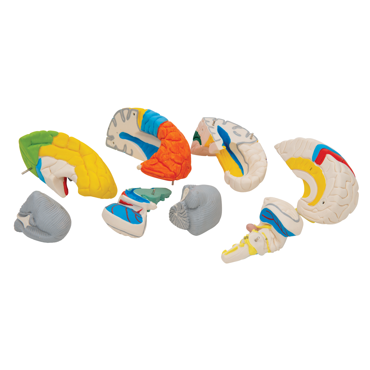 Human Neuro-Anatomical Brain Model, 8 part - 3B Smart Anatomy - SEM ...
