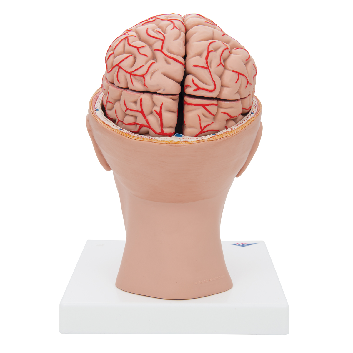 Human Brain Model with Arteries on Base of Head, 8 part - 3B Smart ...