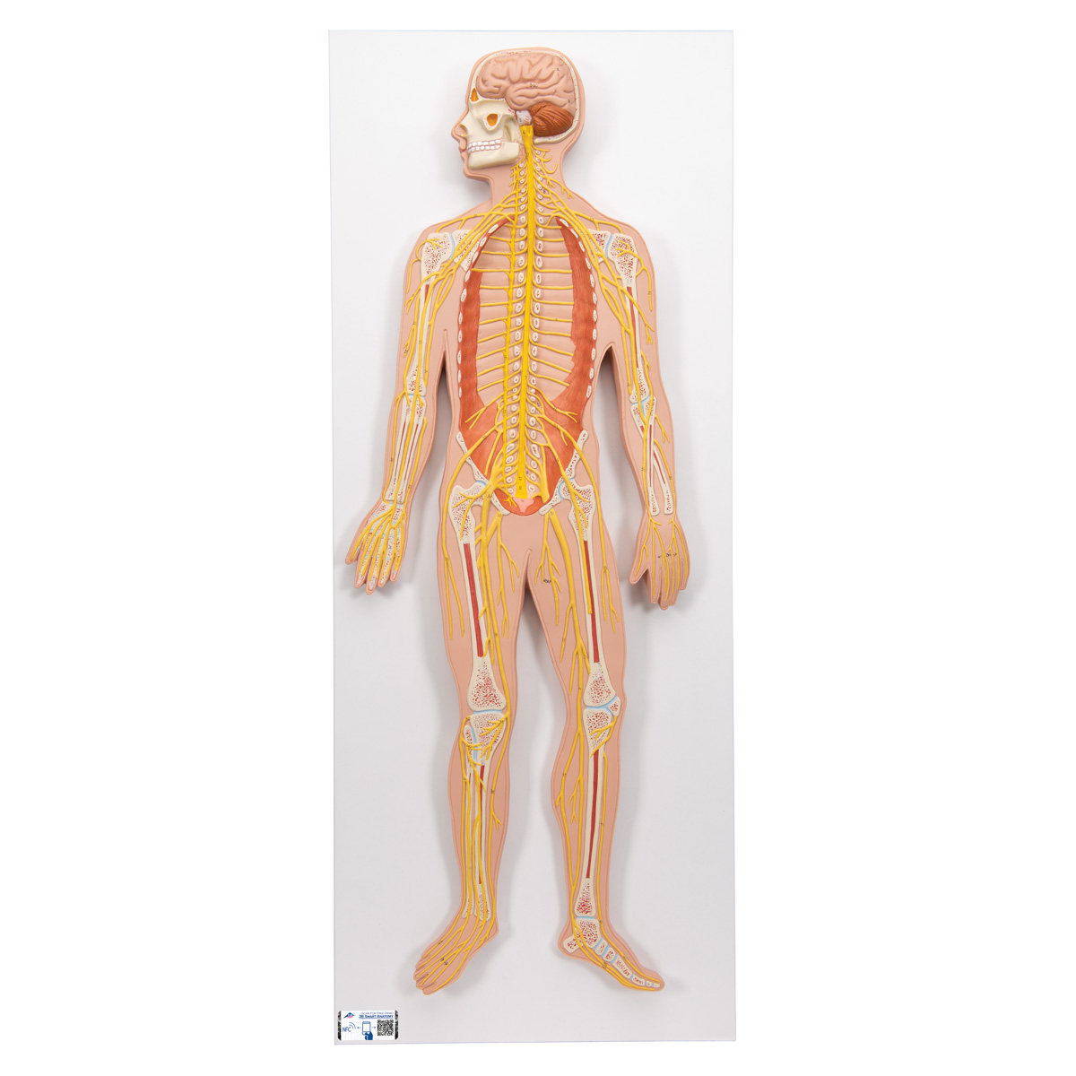 Human Nervous System Model, 1/2 Life-Size - 3B Smart Anatomy - SEM Trainers