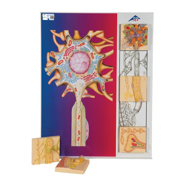 Nervous System Models Archives - SEM Trainers
