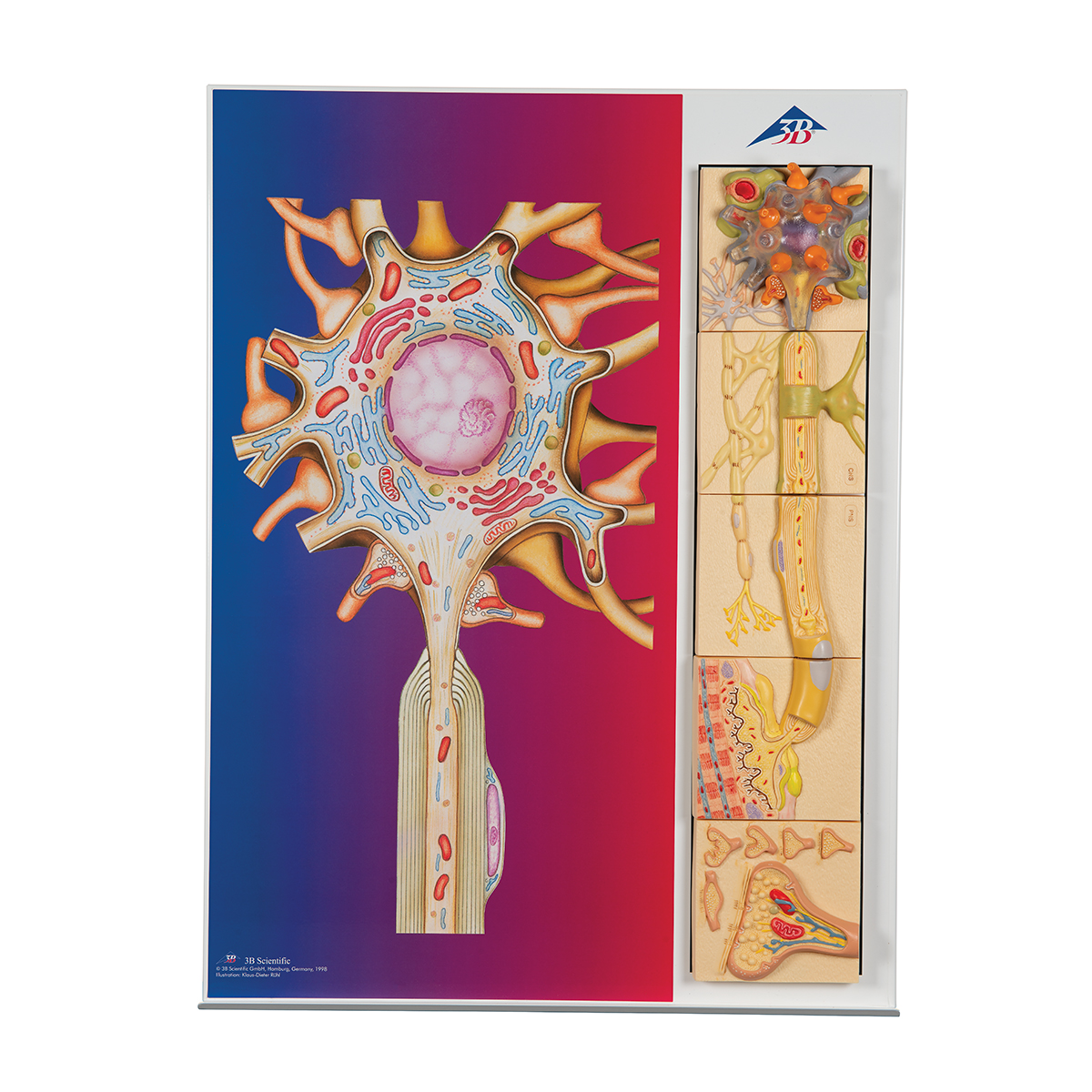 Human Nervous System Model Set "Physiology of Nerves" - 3B Smart ...