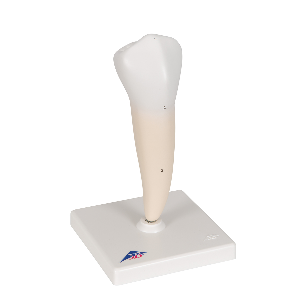 Lower Single-Root Pre-Molar Human Tooth Model - 3B Smart Anatomy - SEM ...