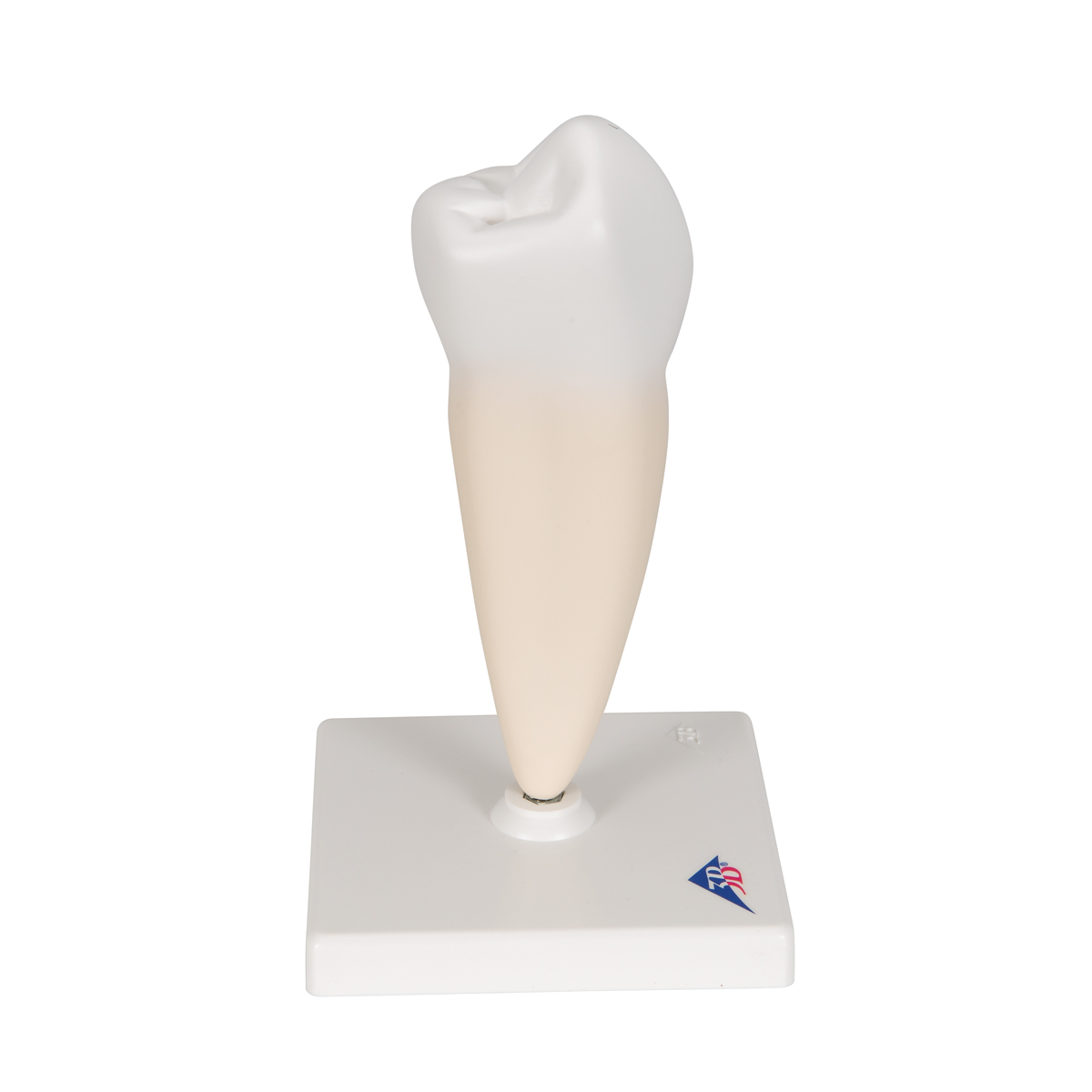 Lower Single-Root Pre-Molar Human Tooth Model - 3B Smart Anatomy - SEM ...