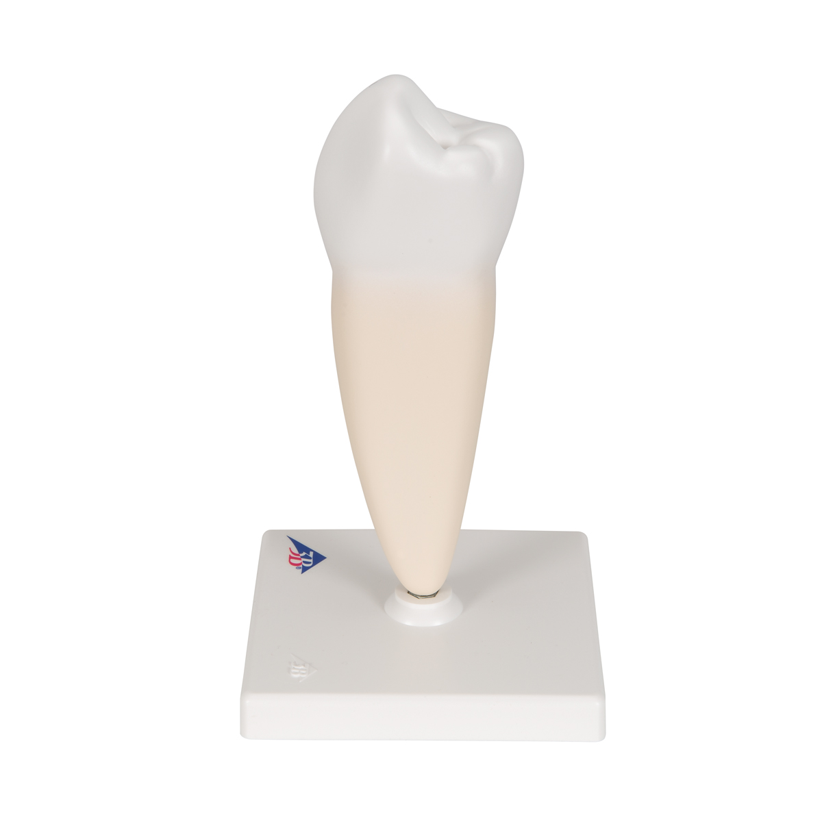 Lower Single-Root Pre-Molar Human Tooth Model - 3B Smart Anatomy - SEM ...