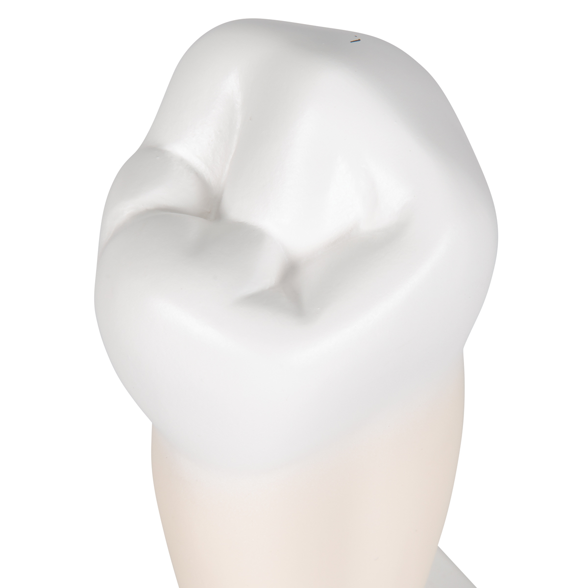 Lower Single-Root Pre-Molar Human Tooth Model - 3B Smart Anatomy - SEM ...
