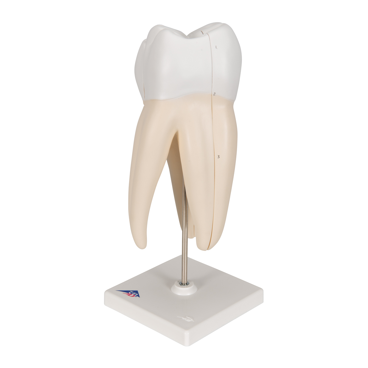 Upper Triple-Root Molar Human Tooth Model, 3 part - 3B Smart Anatomy ...