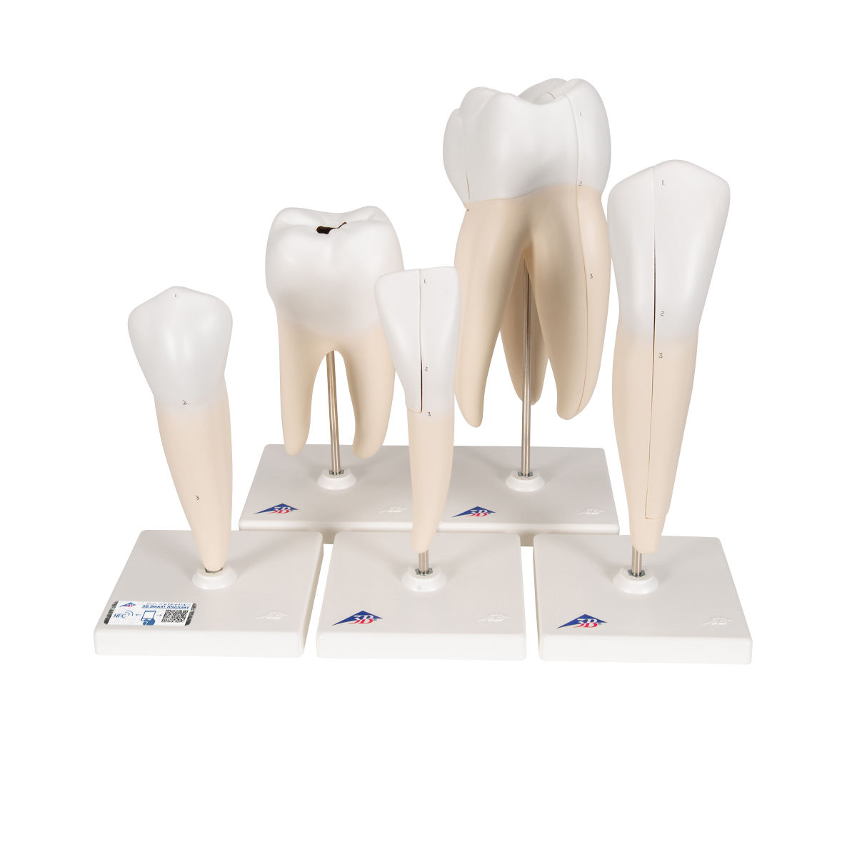 Human Tooth Models Set "Classic Series", 5 Models - 3B Smart Anatomy ...