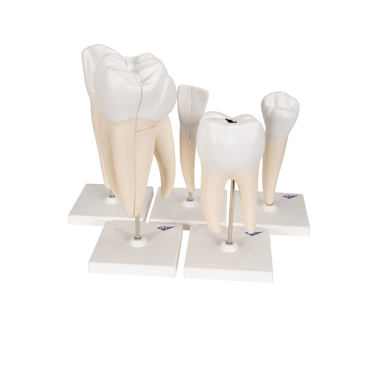 Human Tooth Models Set "Classic Series", 5 Models - 3B Smart Anatomy ...