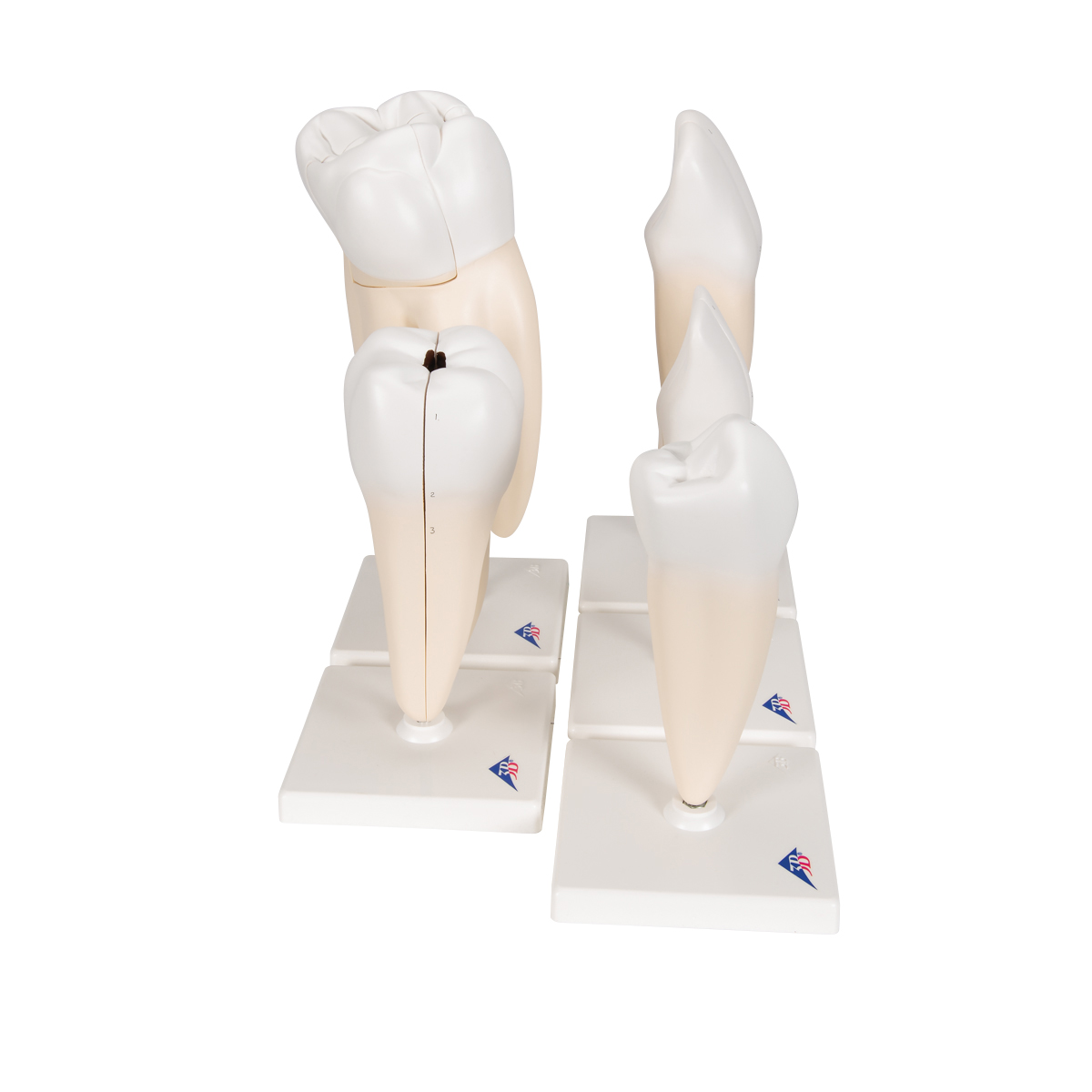 Human Tooth Models Set "Classic Series", 5 Models - 3B Smart Anatomy ...