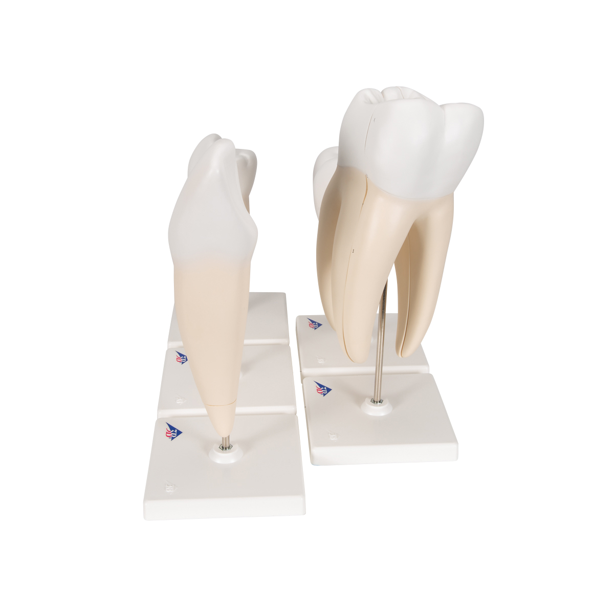 Human Tooth Models Set "Classic Series", 5 Models - 3B Smart Anatomy ...