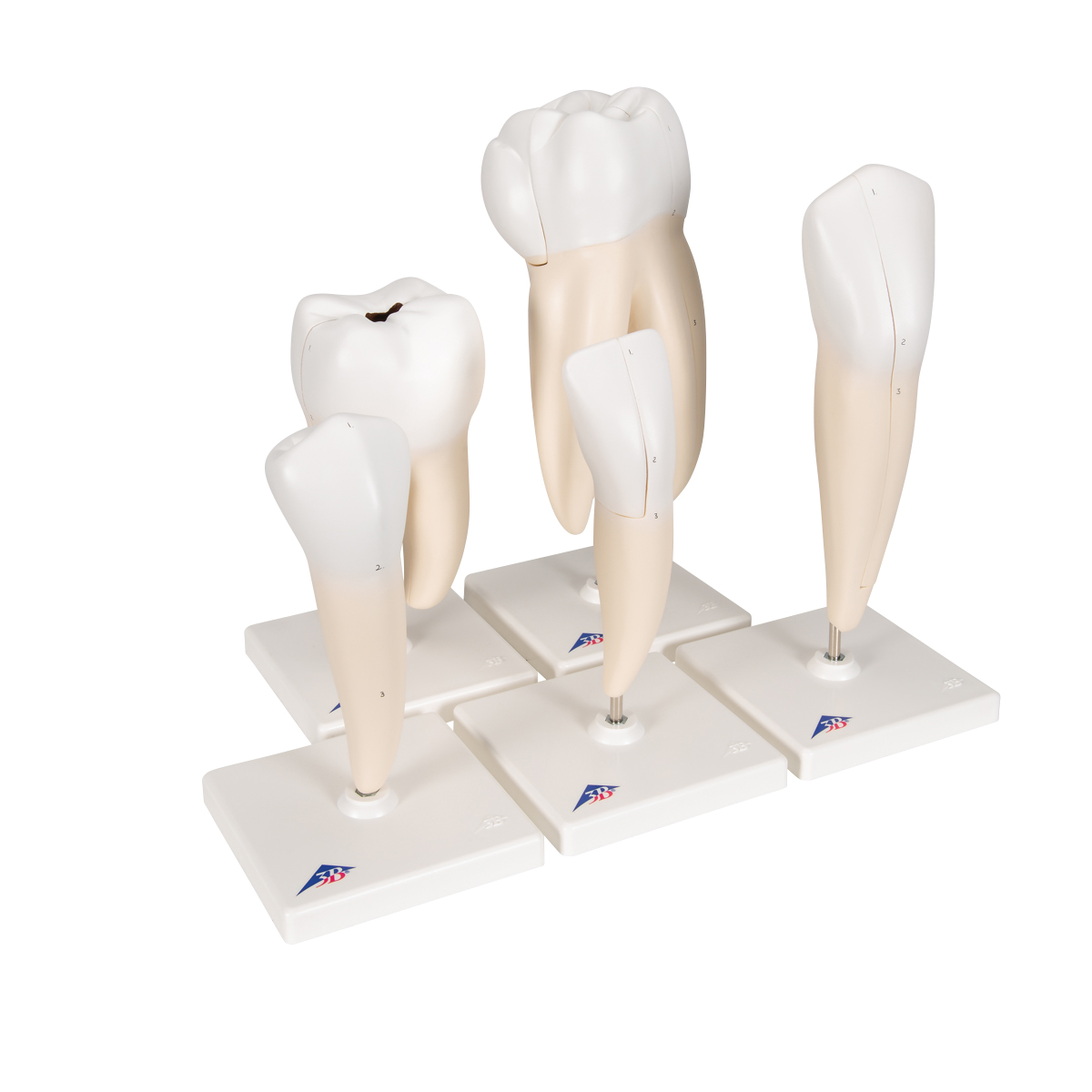 Human Tooth Models Set "Classic Series", 5 Models - 3B Smart Anatomy ...