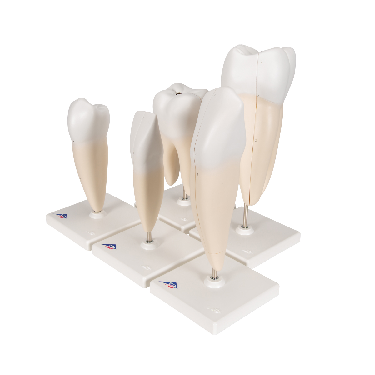Human Tooth Models Set "Classic Series", 5 Models - 3B Smart Anatomy ...