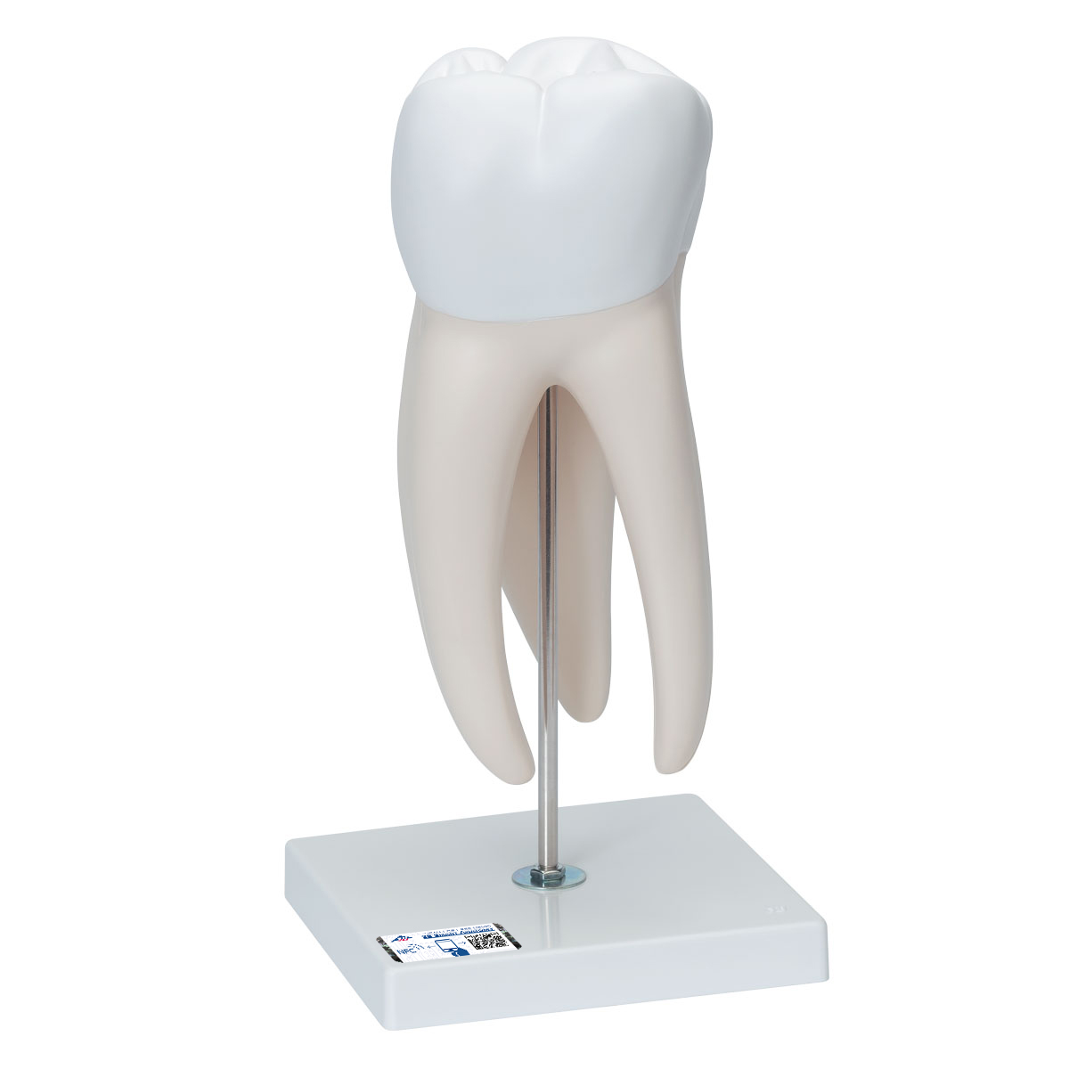 Giant Molar with Dental Cavities Human Tooth Model, 15 times Life-Size ...