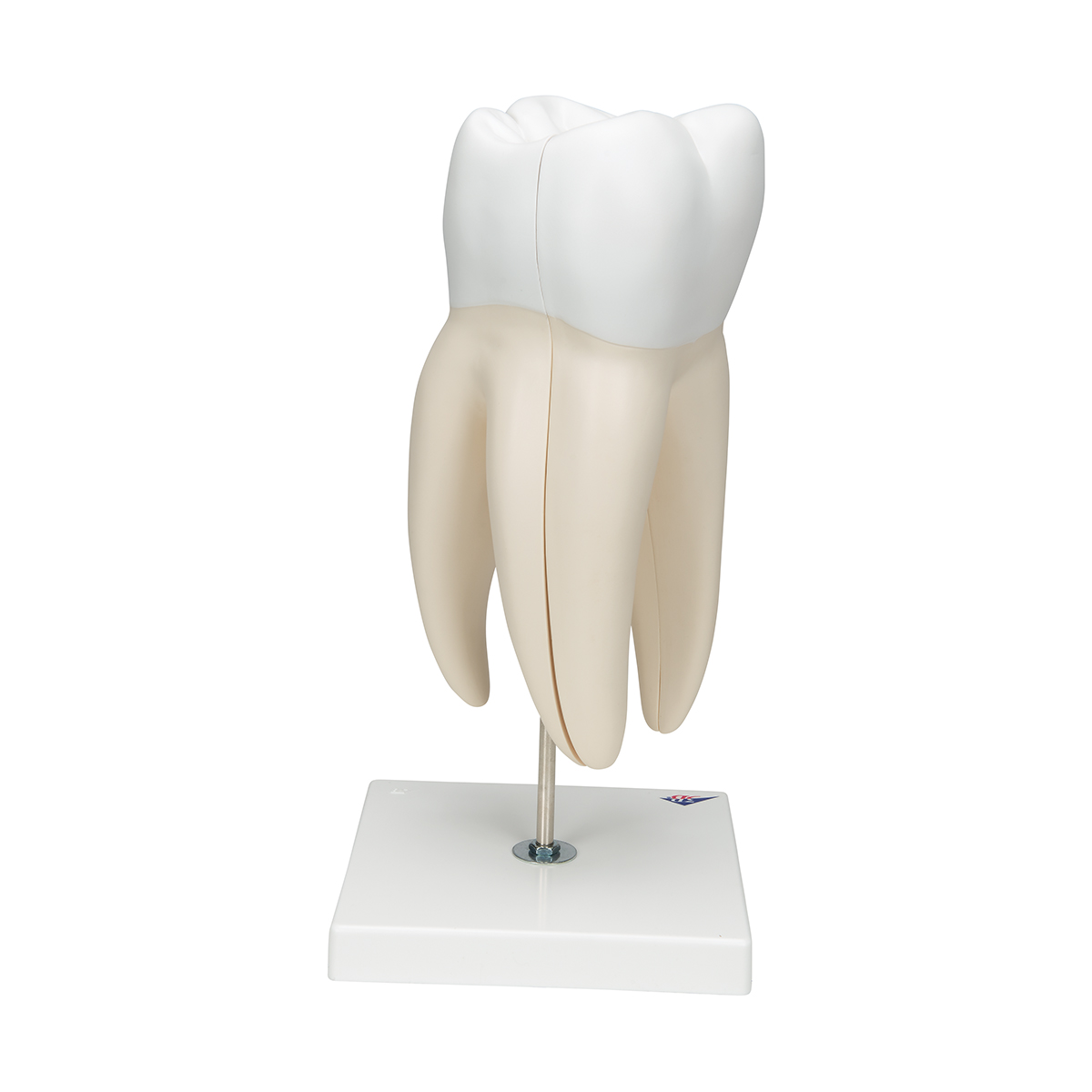 Giant Molar with Dental Cavities Human Tooth Model, 15 times Life-Size ...