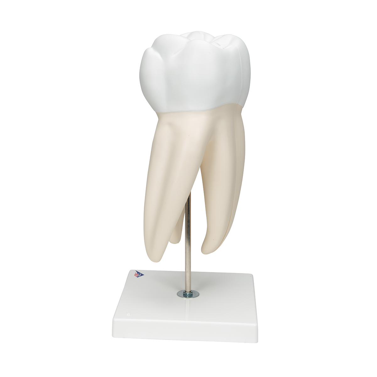 Giant Molar with Dental Cavities Human Tooth Model, 15 times Life-Size ...