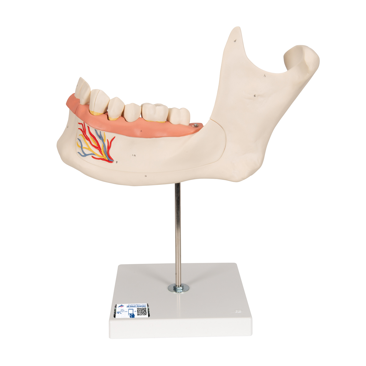 Half Lower Human Jaw Model, 3 times Full-Size, 6 part - 3B Smart ...