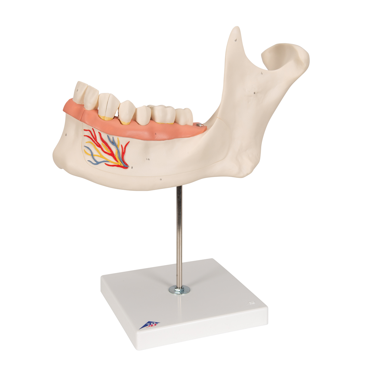 Half Lower Human Jaw Model, 3 times Full-Size, 6 part - 3B Smart ...