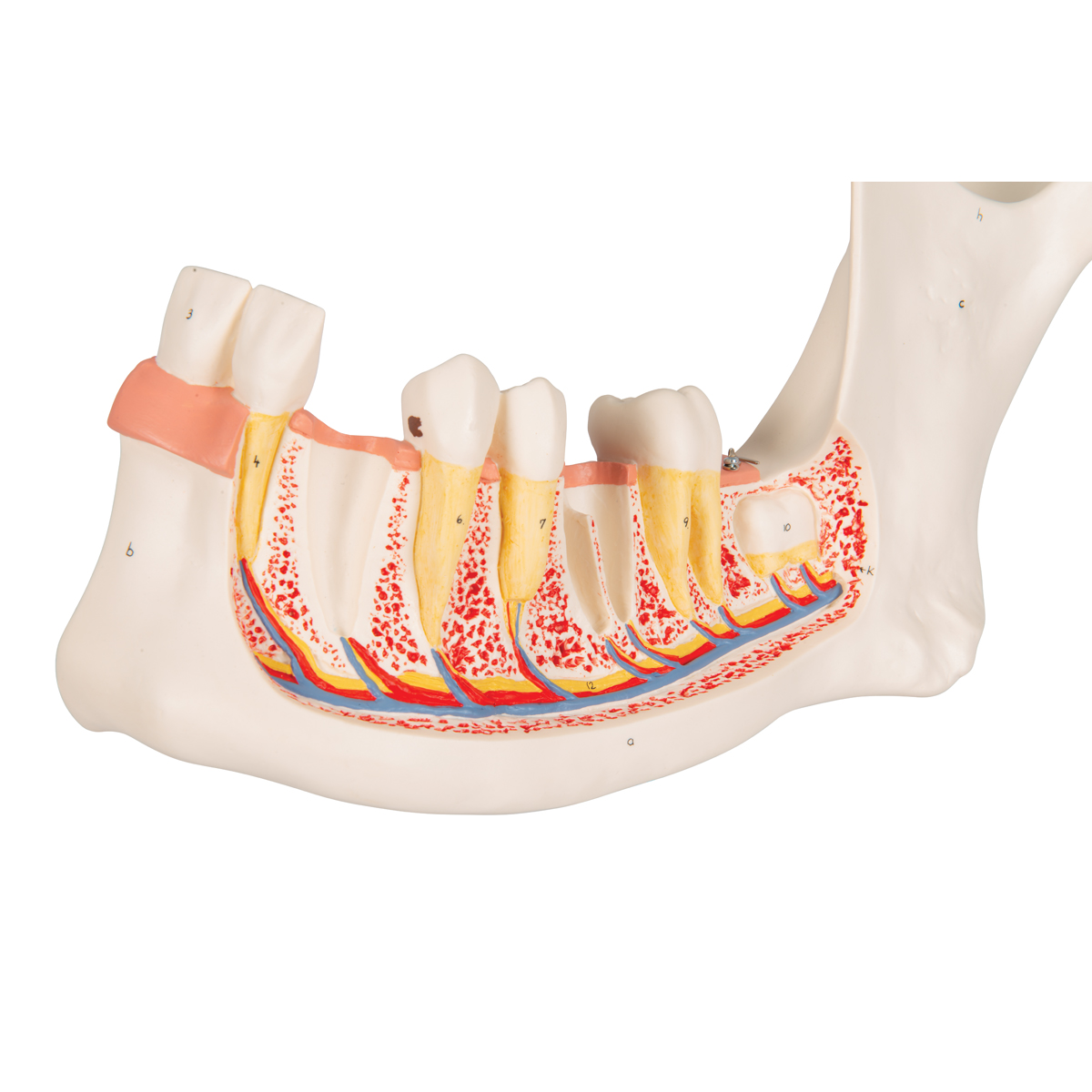 Half Lower Human Jaw Model, 3 times Full-Size, 6 part - 3B Smart ...