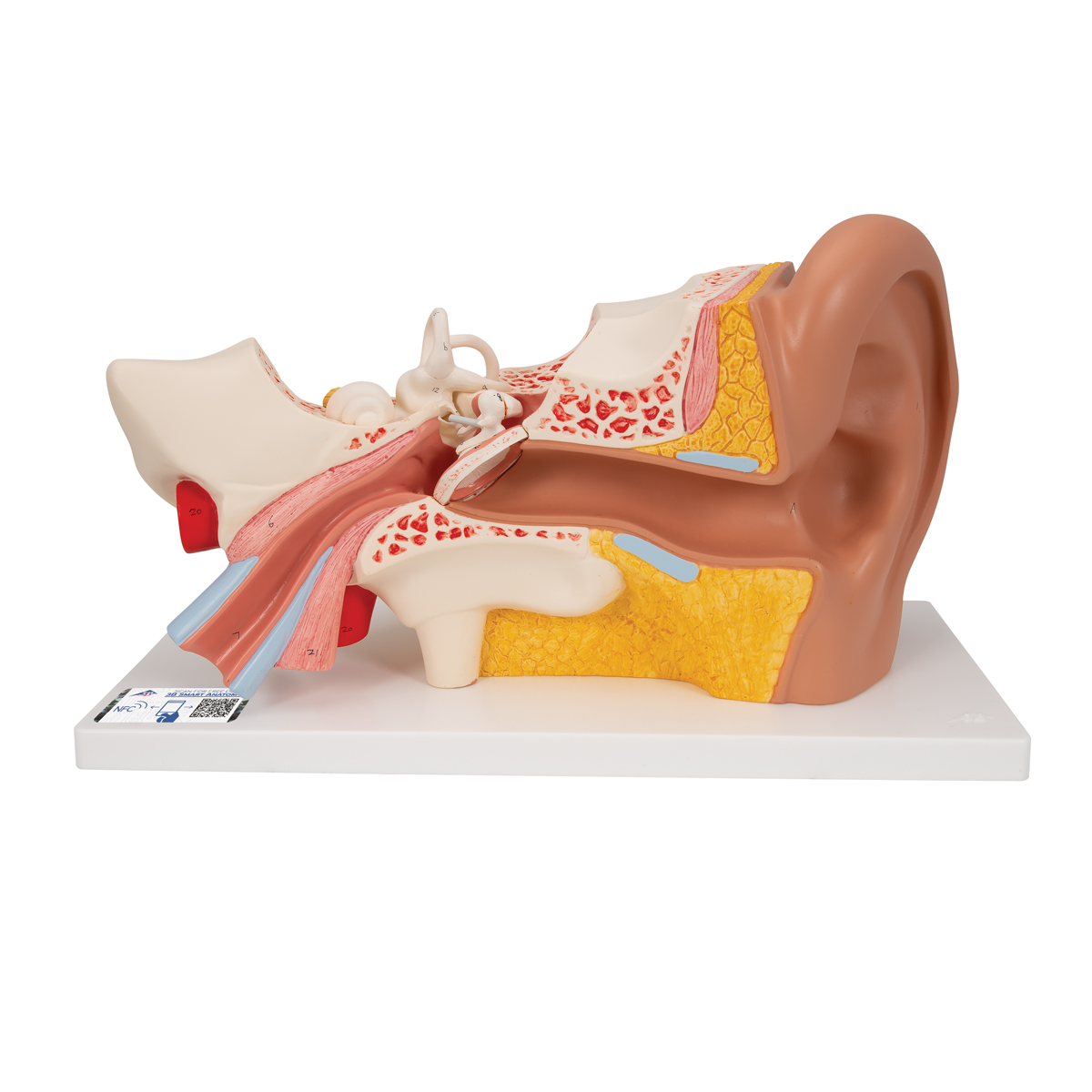 Human Ear Model, 3 times Life-Size, 4 part - 3B Smart Anatomy - SEM ...