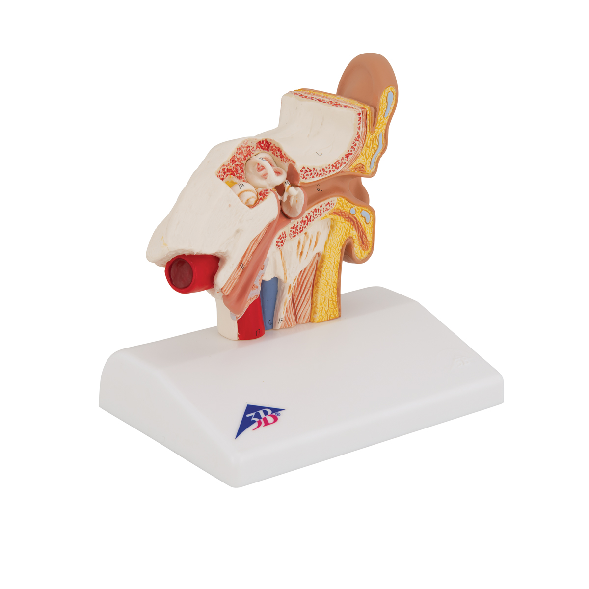 Human Ear Model for Desktop, 1.5 times Life-Size - 3B Smart Anatomy ...