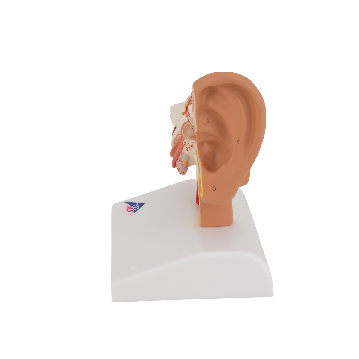 Human Ear Model for Desktop, 1.5 times Life-Size - 3B Smart Anatomy ...