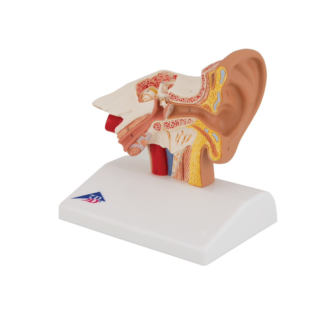 Human Ear Model for Desktop, 1.5 times Life-Size - 3B Smart Anatomy ...