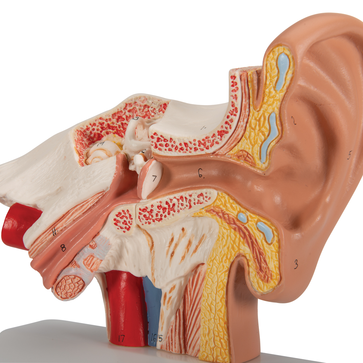 Human Ear Model for Desktop, 1.5 times Life-Size - 3B Smart Anatomy ...