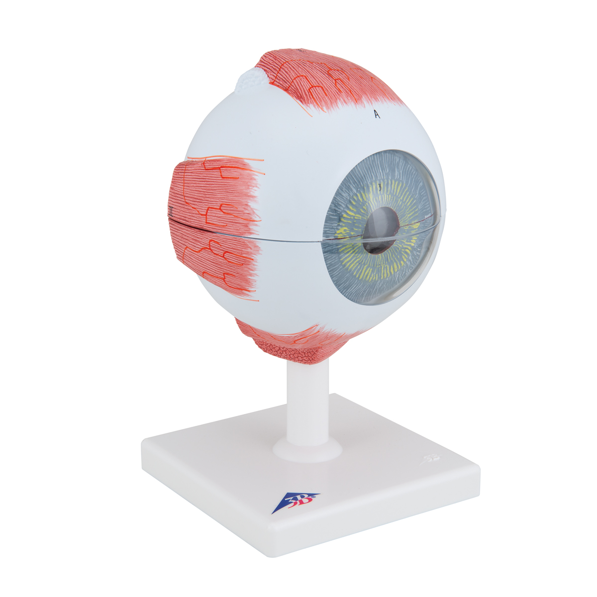 Human Eye Model, 5 times Full-Size, 6 part - 3B Smart Anatomy - SEM ...