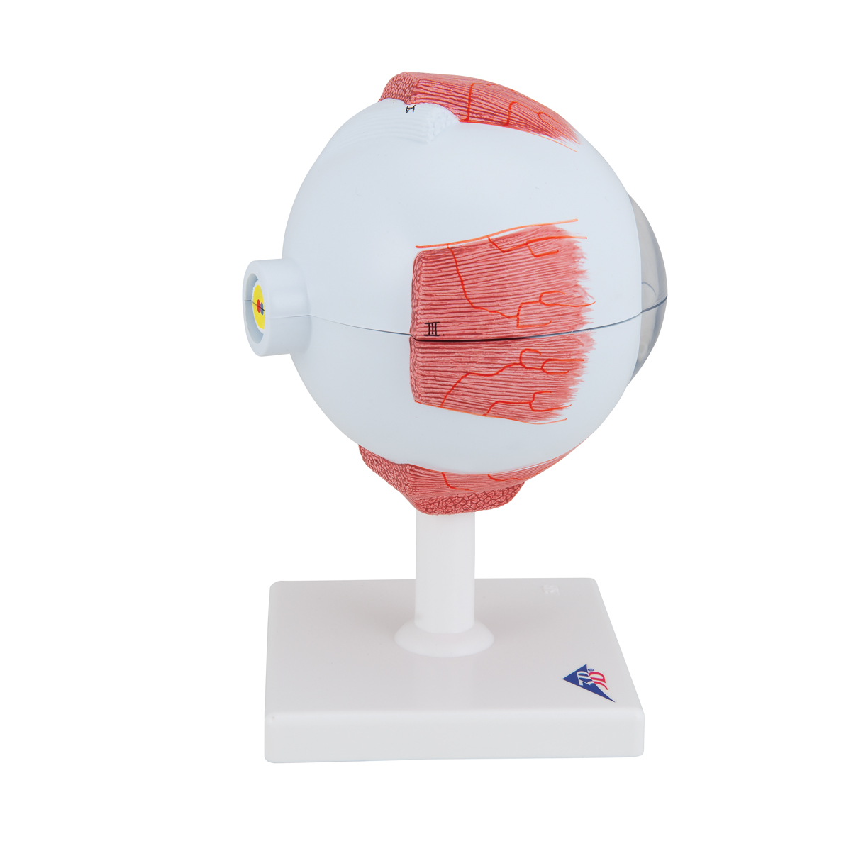 Human Eye Model, 5 times Full-Size, 6 part - 3B Smart Anatomy - SEM ...