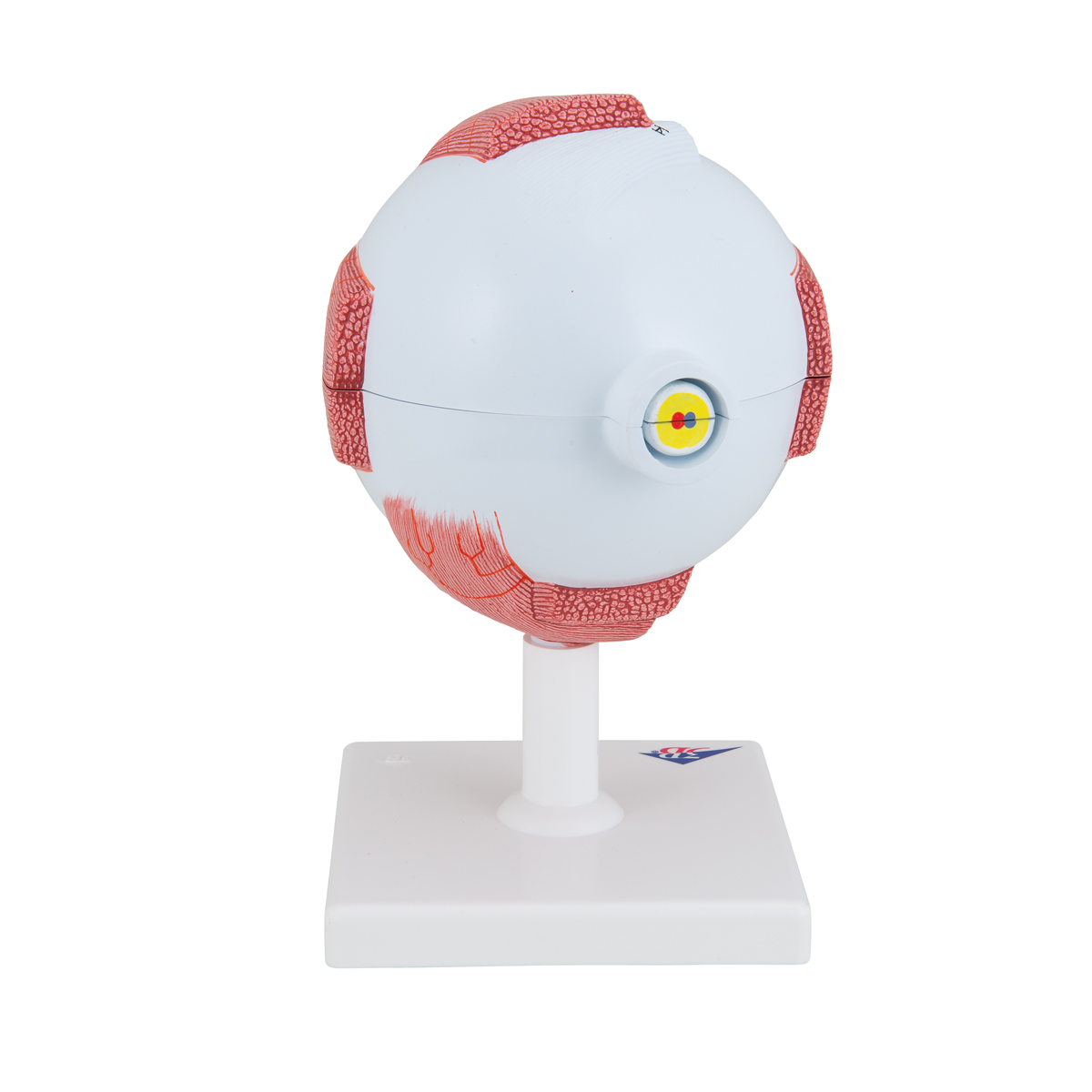 Human Eye Model, 5 times Full-Size, 6 part - 3B Smart Anatomy - SEM ...