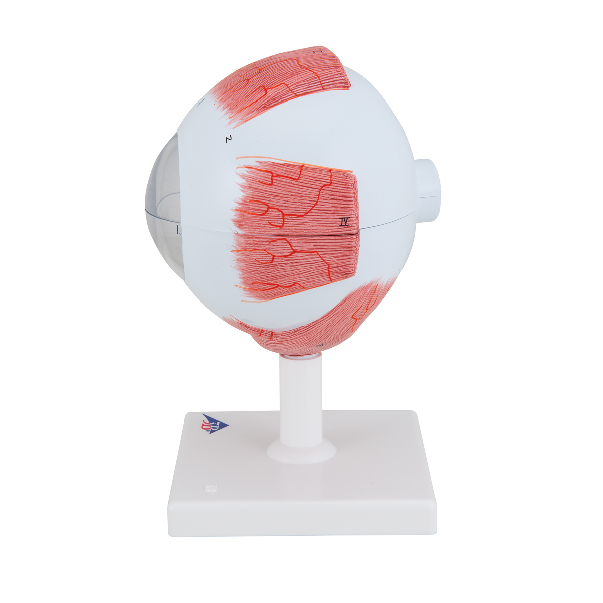 Human Eye Model, 5 times Full-Size, 6 part - 3B Smart Anatomy - SEM ...