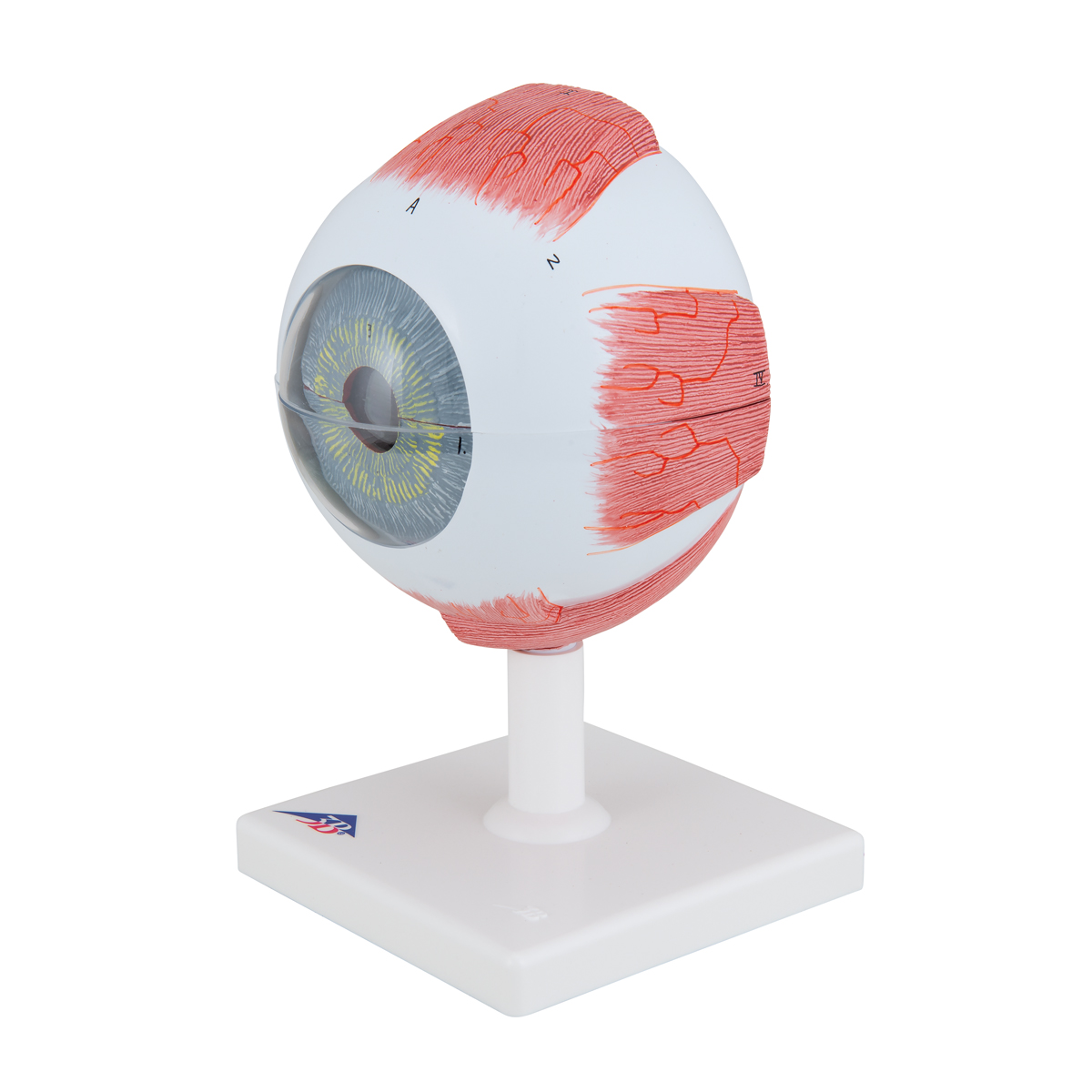 Human Eye Model, 5 times Full-Size, 6 part - 3B Smart Anatomy - SEM ...