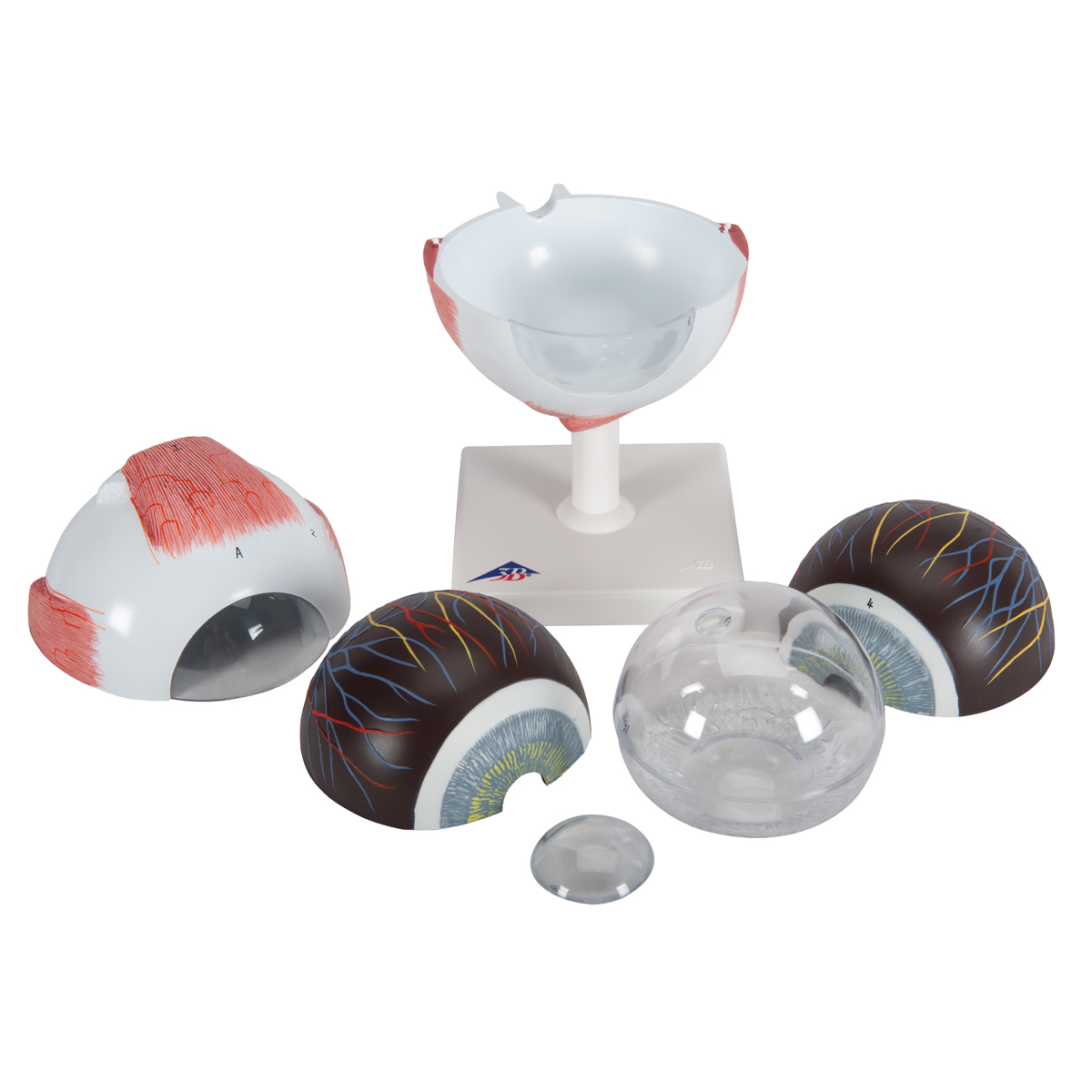 Human Eye Model, 5 times Full-Size, 6 part - 3B Smart Anatomy - SEM ...