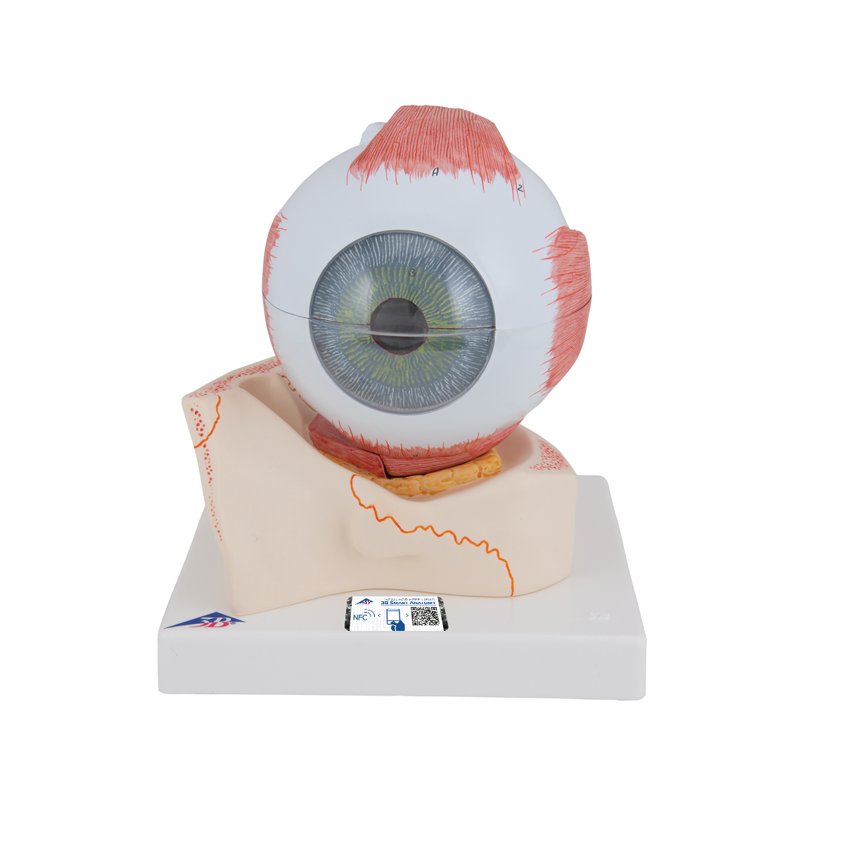 Human Eye Model, 5 times Full-Size, 7 part - 3B Smart Anatomy - SEM ...
