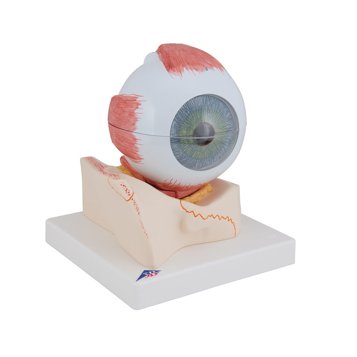 Human Eye Model, 5 times Full-Size, 7 part - 3B Smart Anatomy - SEM ...