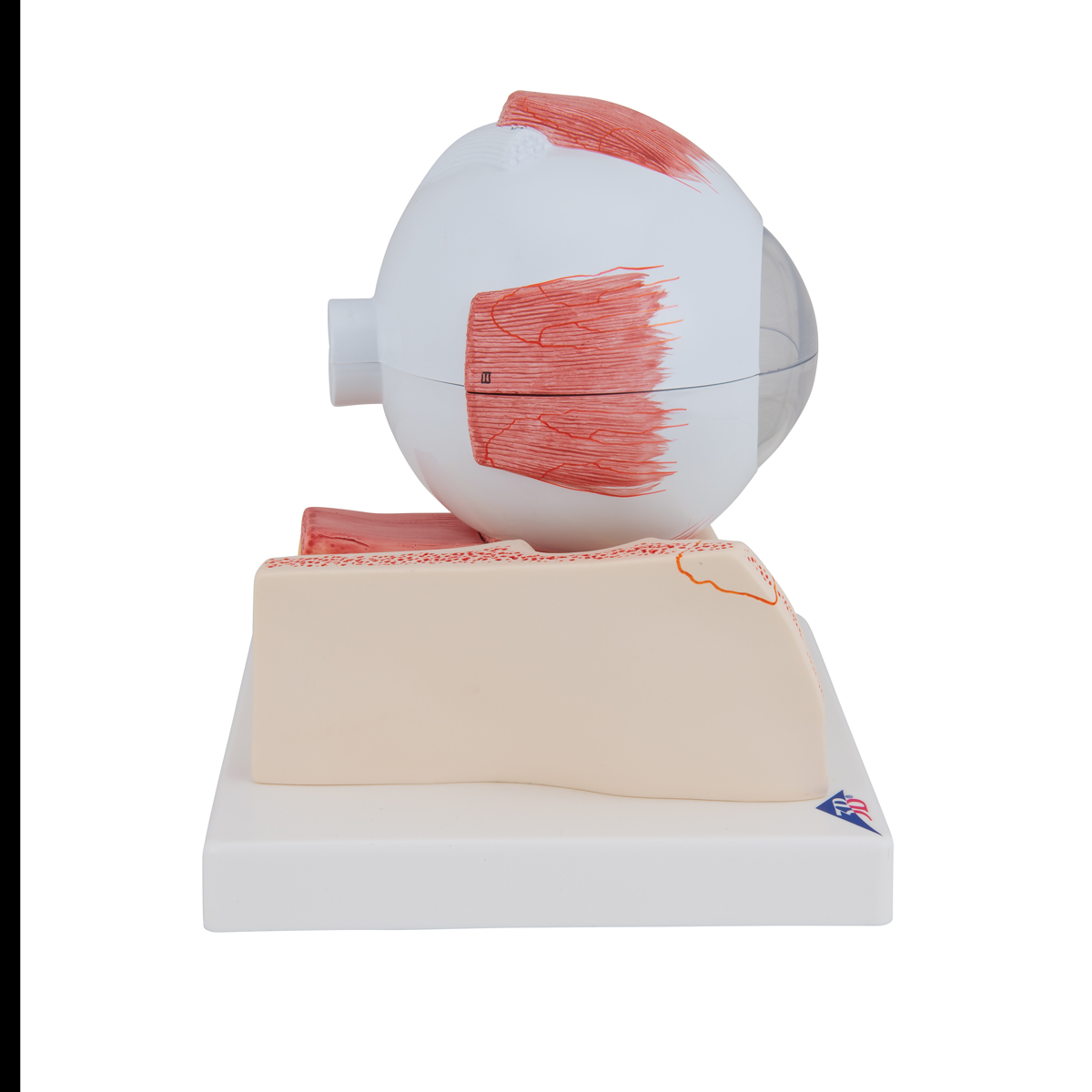 Human Eye Model, 5 times Full-Size, 7 part - 3B Smart Anatomy - SEM ...