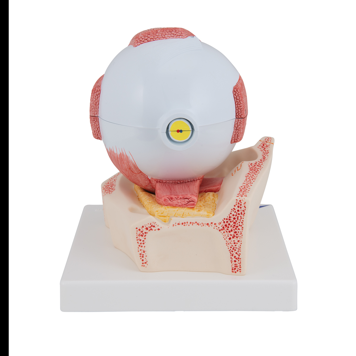 Human Eye Model, 5 times Full-Size, 7 part - 3B Smart Anatomy - SEM ...