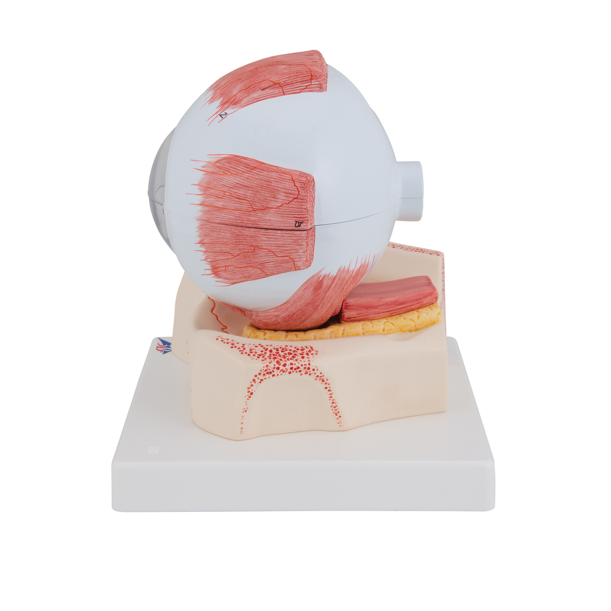 Human Eye Model, 5 times Full-Size, 7 part - 3B Smart Anatomy - SEM ...