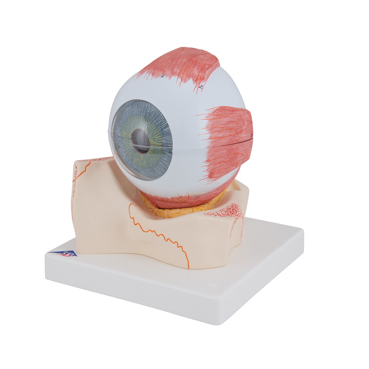 Human Eye Model, 5 times Full-Size, 7 part - 3B Smart Anatomy - SEM ...