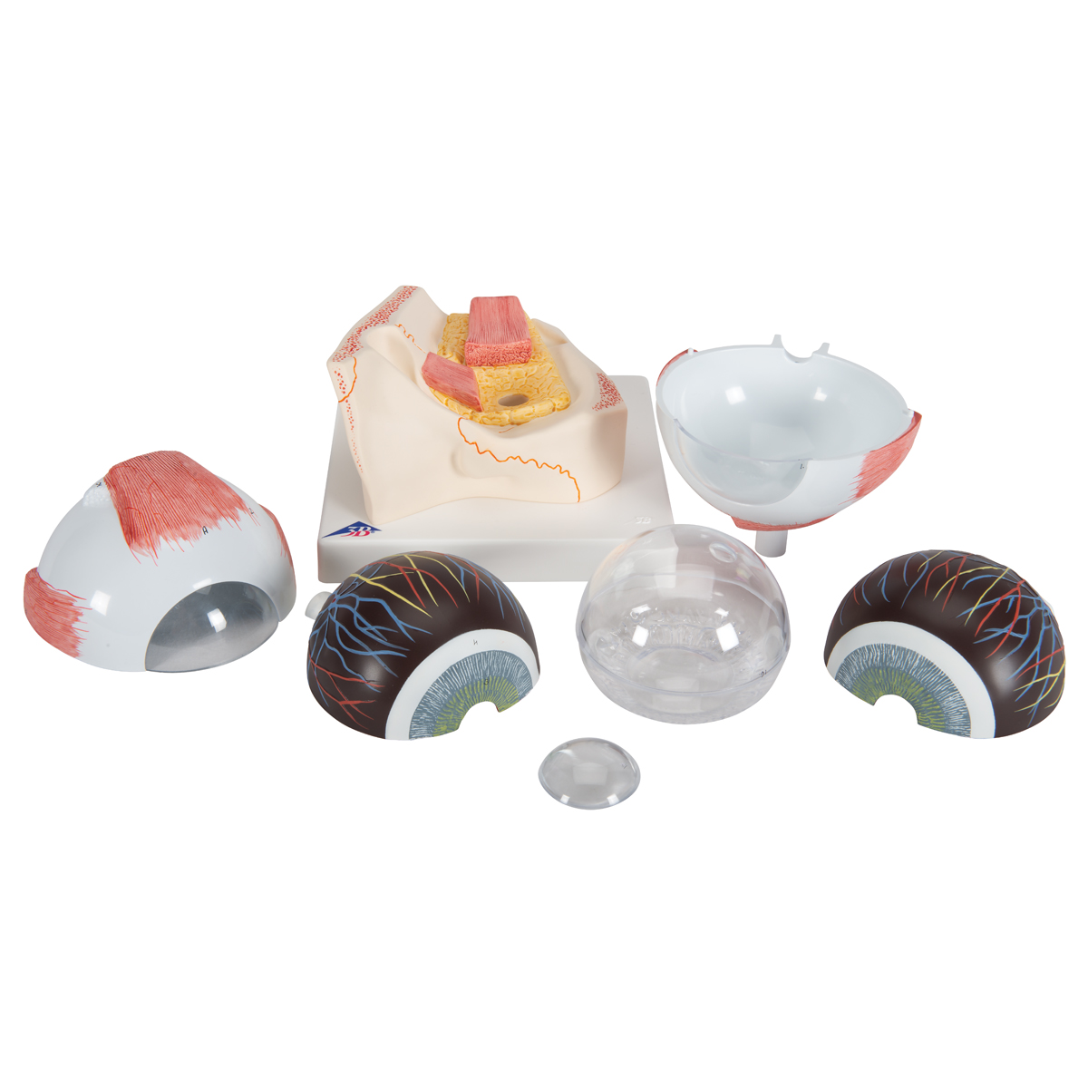 Human Eye Model, 5 times Full-Size, 7 part - 3B Smart Anatomy - SEM ...