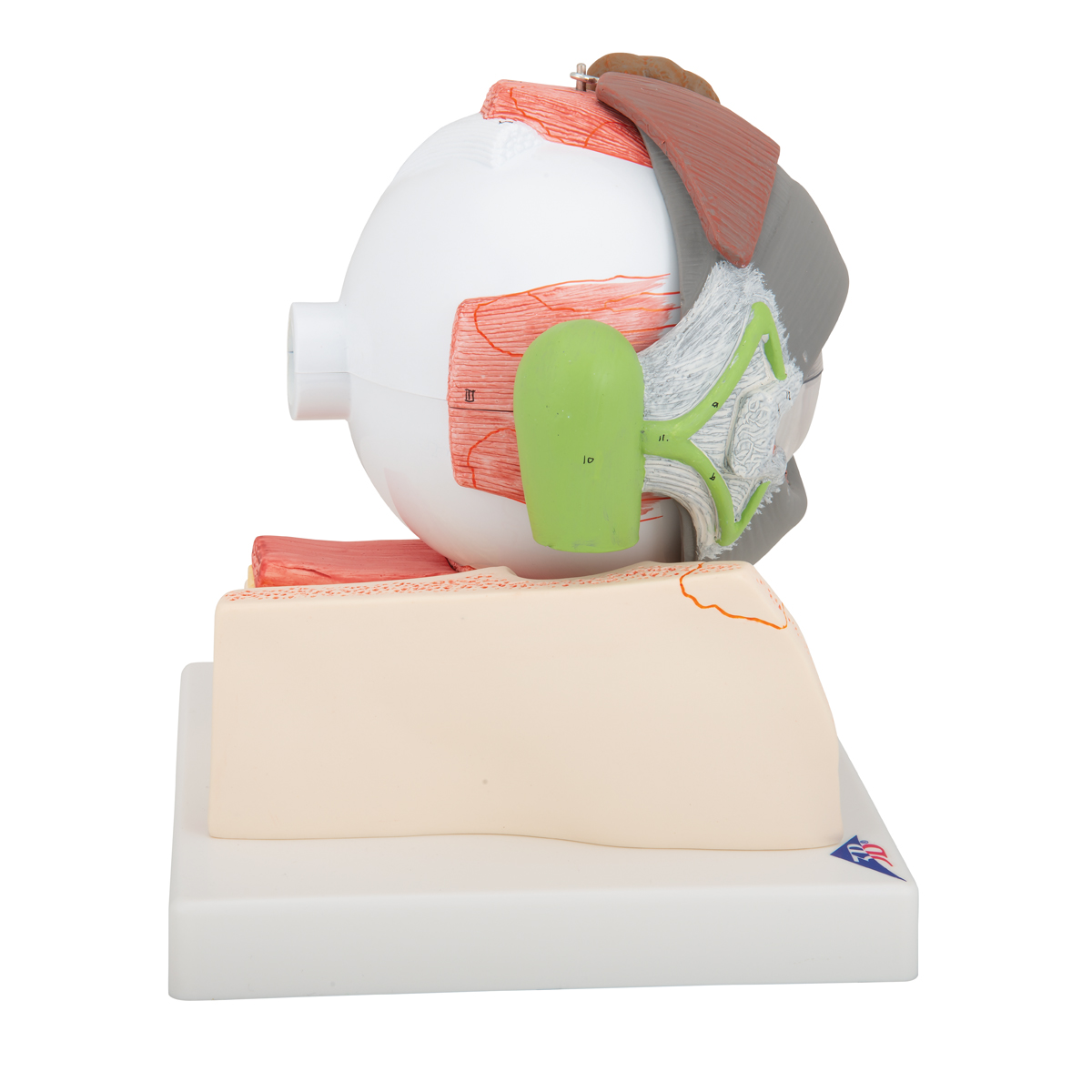 Human Eye Model, 5 times full-size, 8 part - 3B Smart Anatomy - SEM ...