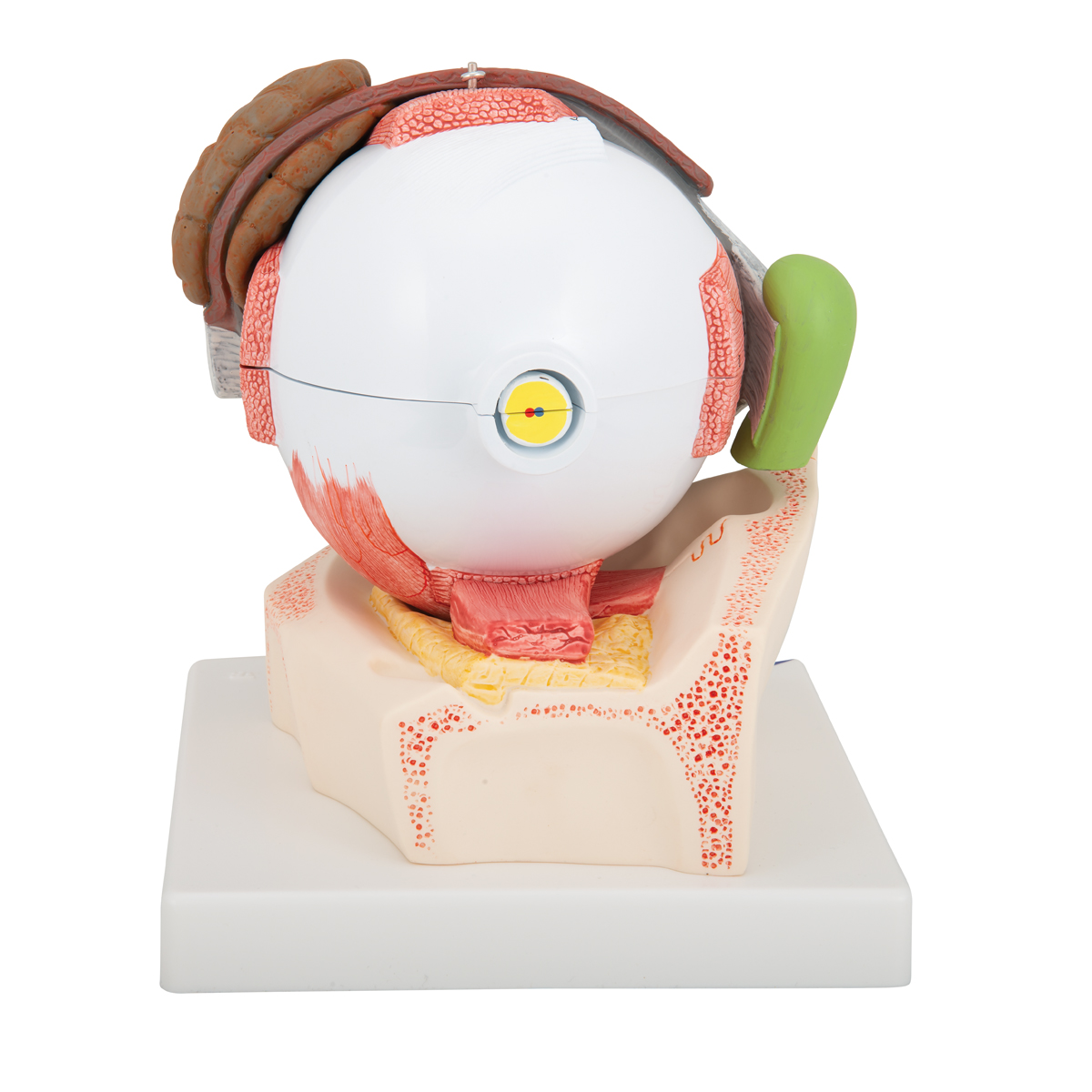 Human Eye Model, 5 times full-size, 8 part - 3B Smart Anatomy - SEM ...