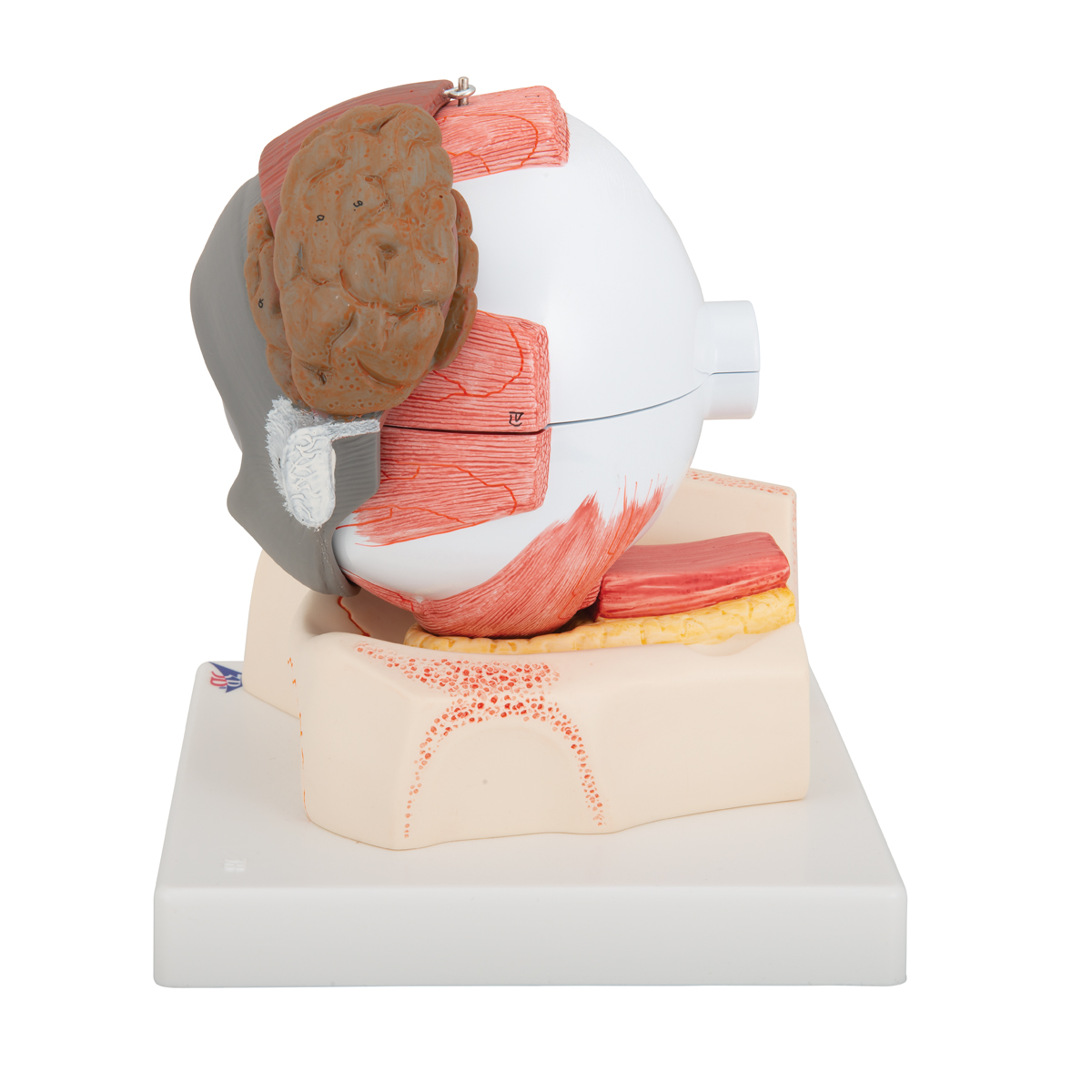 Human Eye Model, 5 times full-size, 8 part - 3B Smart Anatomy - SEM ...